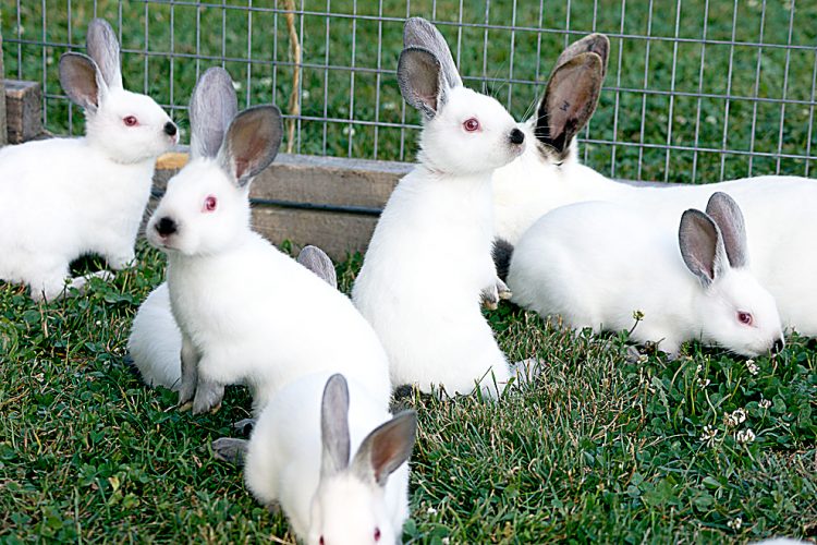 4-H rabbits | News, Sports, Jobs - The Express